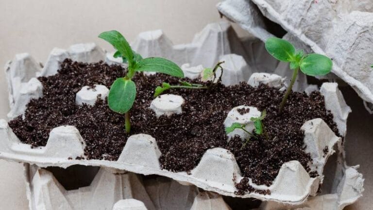 Are Egg Cartons Recyclable? An Eco-Journey Beyond Breakfast - GreenCitizen