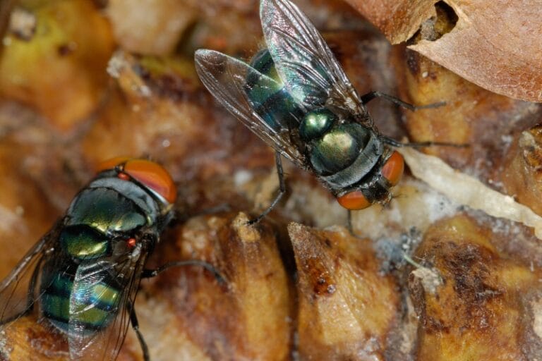 11 Effective Ways to Get Rid of Fruit Flies at Home (Natural & DIY)