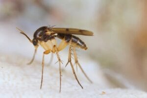 How to Get Rid of Gnats Naturally - GreenCitizen