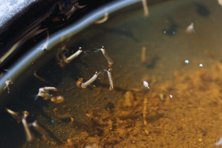 How to Get Rid of Gnats Naturally - GreenCitizen