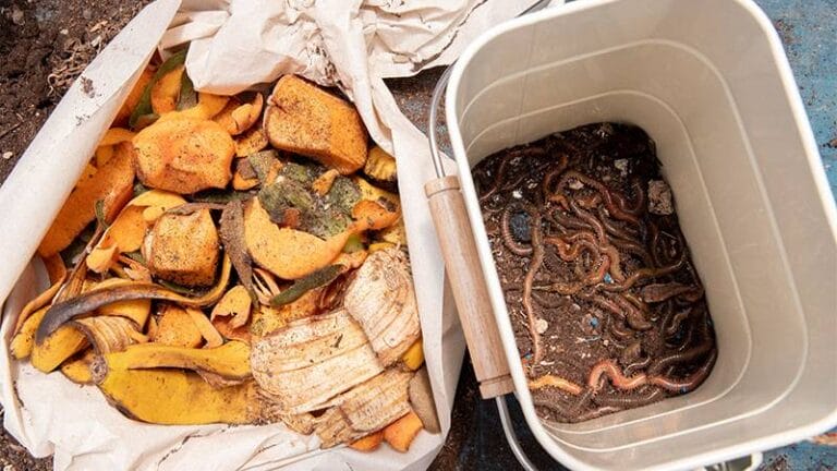 Can You Compost Orange Peels? The Answer Might Suprise You - GreenCitizen