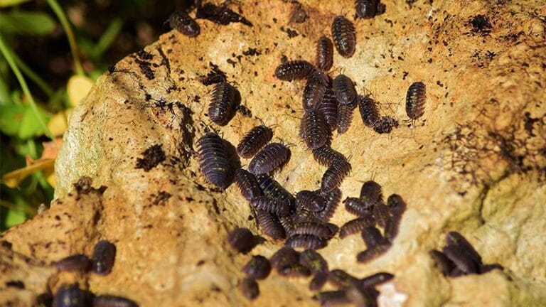 Bugs in Compost: The Good and the Bad - GreenCitizen