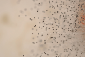 Does Alcohol Kill Mold and Mildew? - GreenCitizen