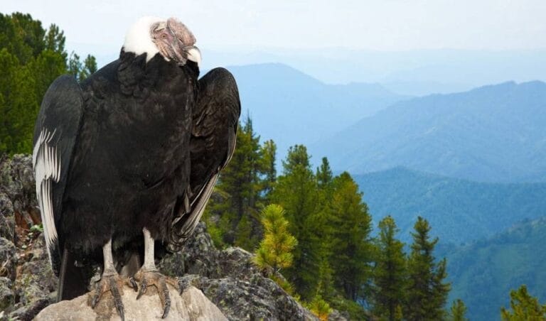 Endangered California Condors Will Call the Pacific Northwest Their ...
