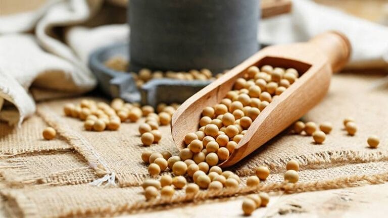 Is Tofu Vegan? What You Need to Know - GreenCitizen