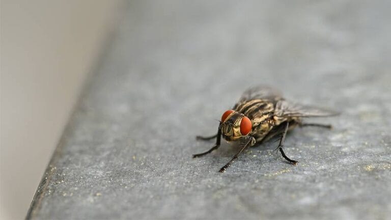 Unraveling the Mystery of Flies in Compost - GreenCitizen