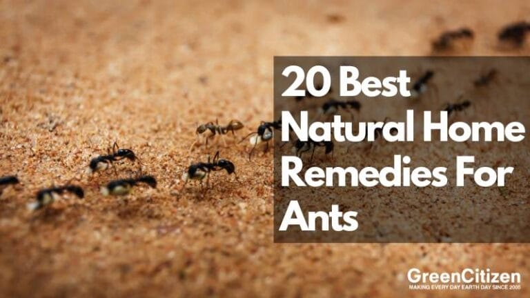 20 Best Natural Home Remedies For Ants - GreenCitizen