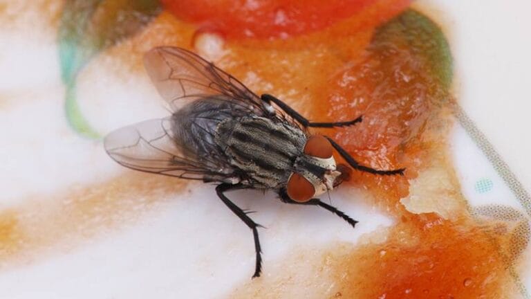 Unraveling the Mystery of Flies in Compost - GreenCitizen