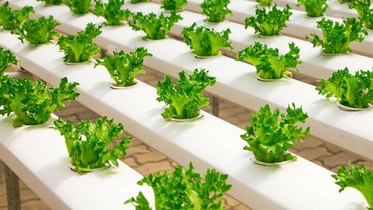 What You Need to Know About A Hydroponics Greenhouse - GreenCitizen