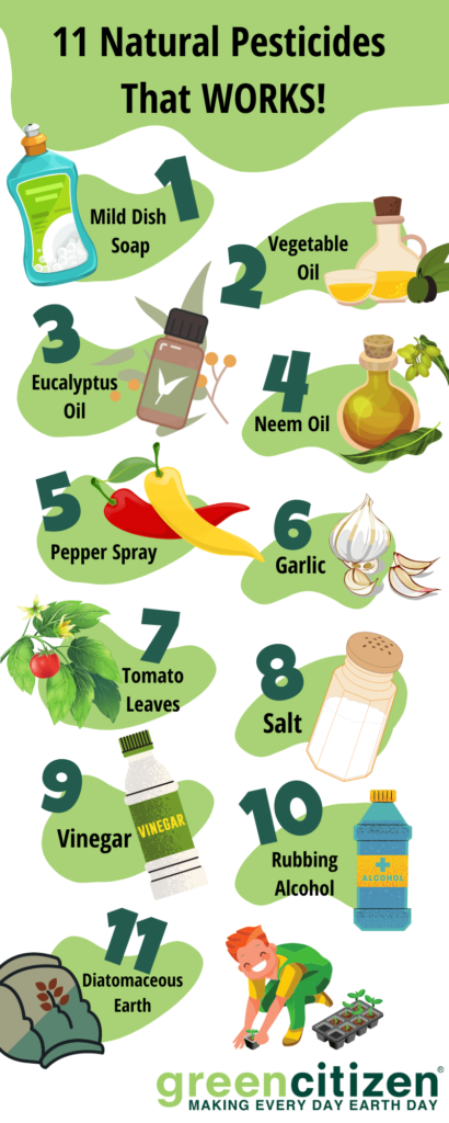 Natural Pesticides For Your Garden: Homemade & Effective - GreenCitizen