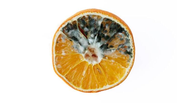 Can You Compost Orange Peels? The Answer Might Suprise You - GreenCitizen